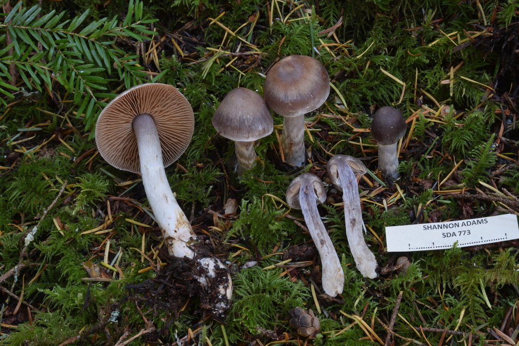 Cortinarius substriatus from Cornet Bay, Island County, Washington on ...
