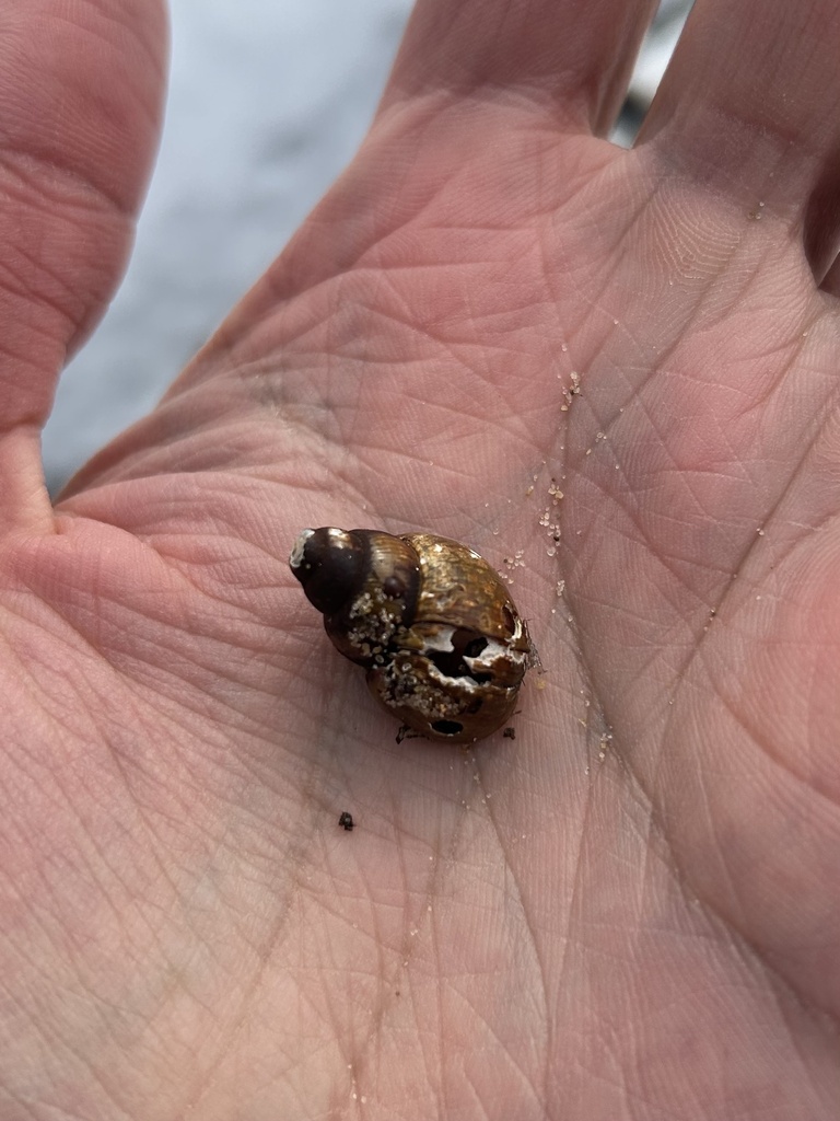 Pointed Campeloma from Lake Superior, Whitefish Township, MI, US on ...
