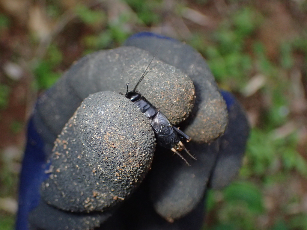 Phonarellus ritsemae in June 2023 by renshuchu · iNaturalist
