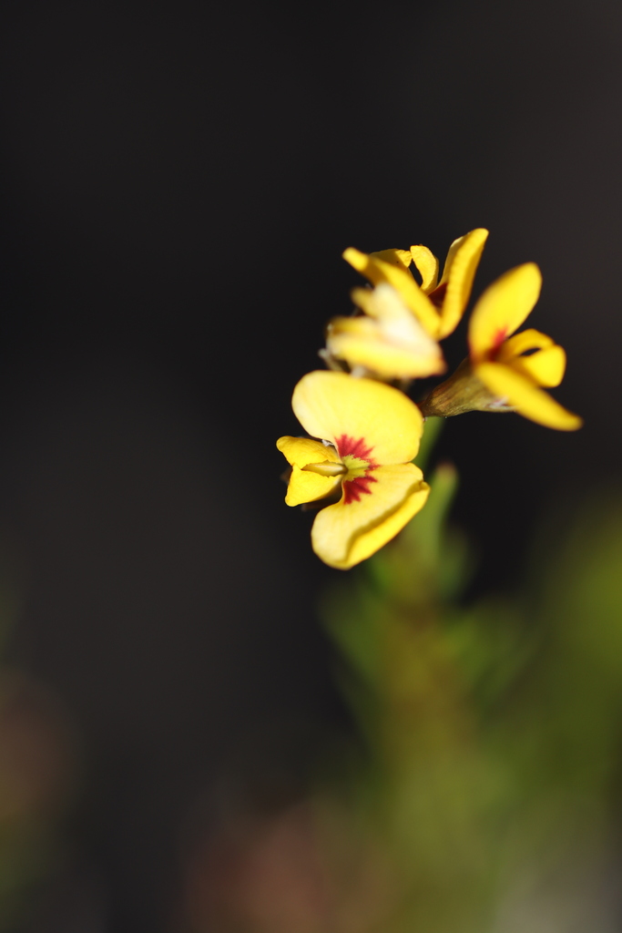 Smooth Parrot-pea from Bellfield VIC 3381, Australia on February 9 ...