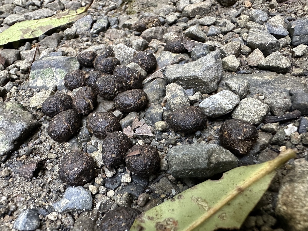 Amami Rabbit in August 2023 by かわう · iNaturalist