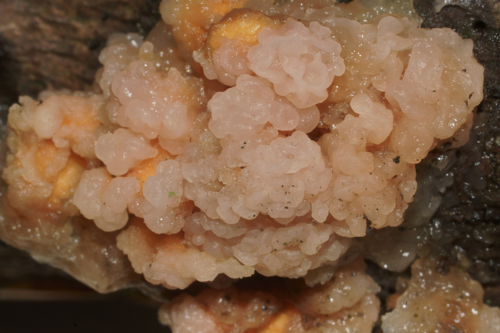 Conifer Brain from Hillman State Park, Burgettstown, PA 15021, USA on ...