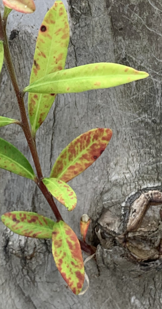 Myrtle Rust from Armidale Rd, Nymboida, NSW, AU on March 23, 2024 at 12 ...