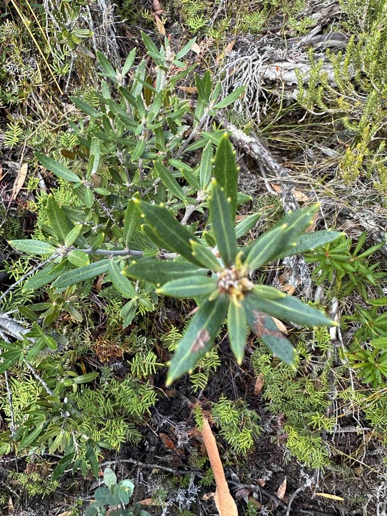 Orites diversifolius from Mount Field National Park, Mount Field, TAS ...