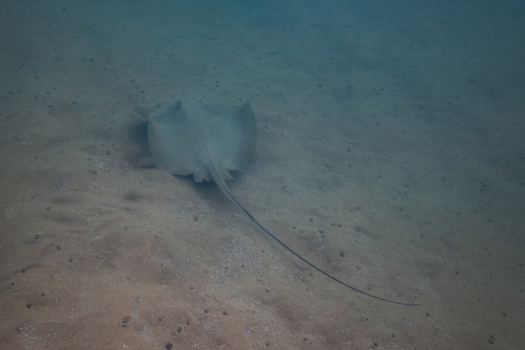 Brown Stingray from Northern Beaches Council, NSW, Australia on March ...