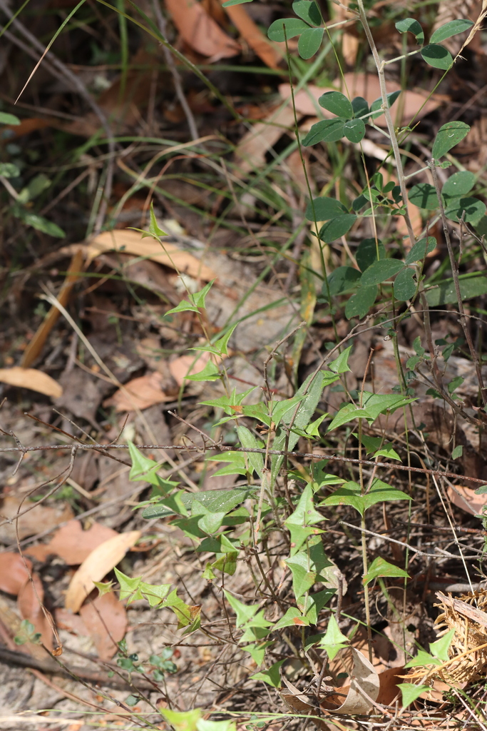 Common Flat-pea from Bellfield VIC 3381, Australia on February 9, 2024 ...