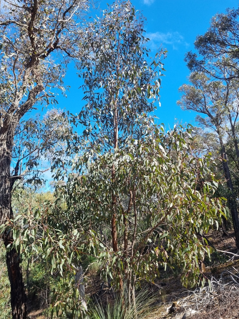 Red Ironbark from Steiglitz VIC 3331, Australia on March 24, 2024 at 11 ...
