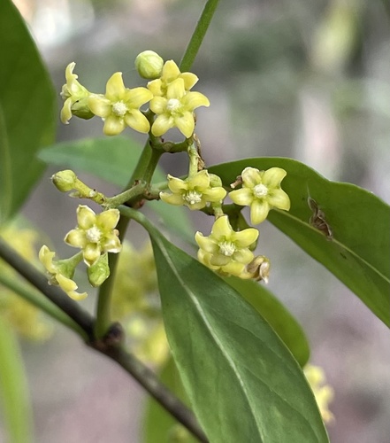 Corky Milk Vine (Secamone elliptica) · iNaturalist