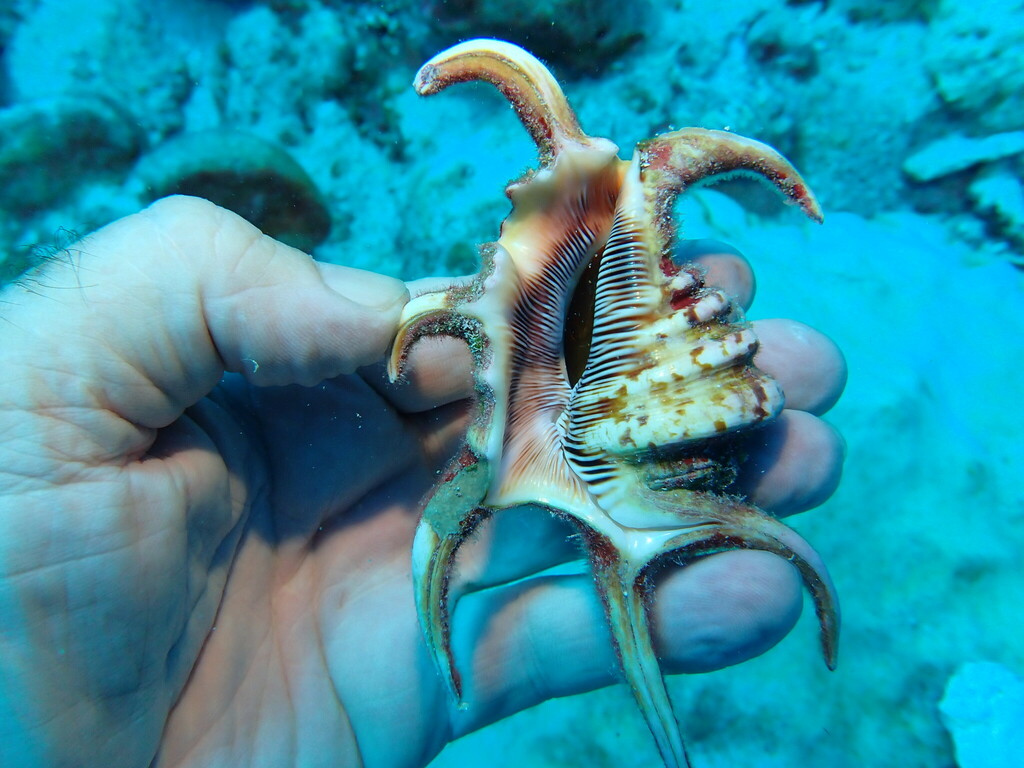 Harpago chiragra rugosus from Funafuti, Tuvalu on March 22, 2024 at 03: ...
