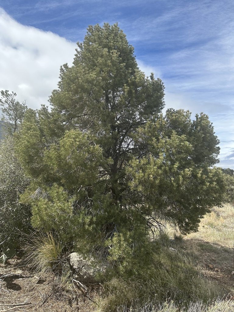 Parry pinyon from Santa Rosa and San Jacinto Mountains National ...