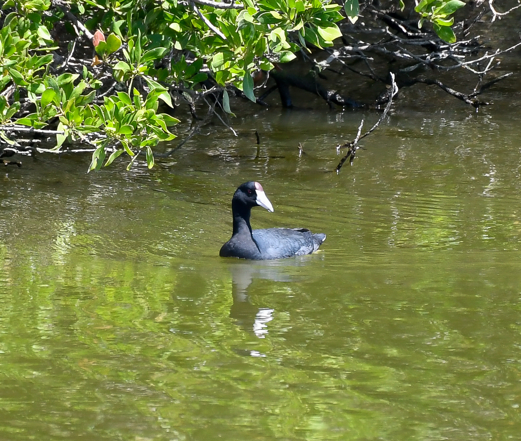 Hawaiian Coot from Kihei, HI 96753, USA on March 23, 2024 at 11:49 AM ...