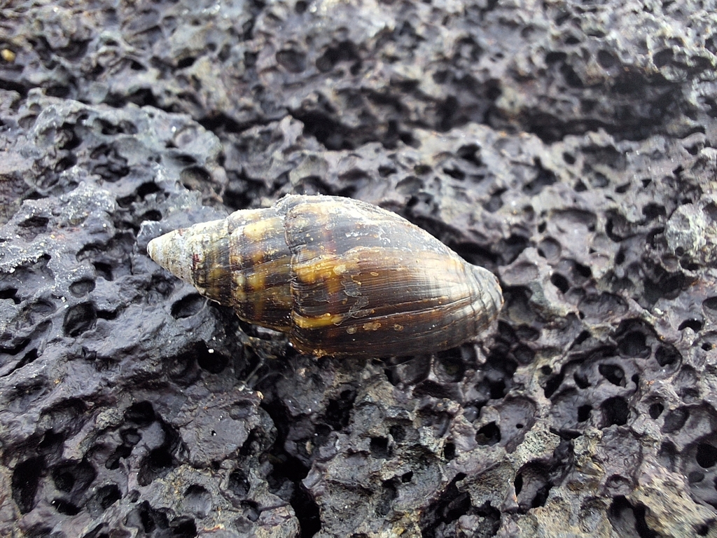 Strigatella tristis from Puerto Villamil, Ecuador on January 8, 2024 at 09:31 AM by Daniel ...