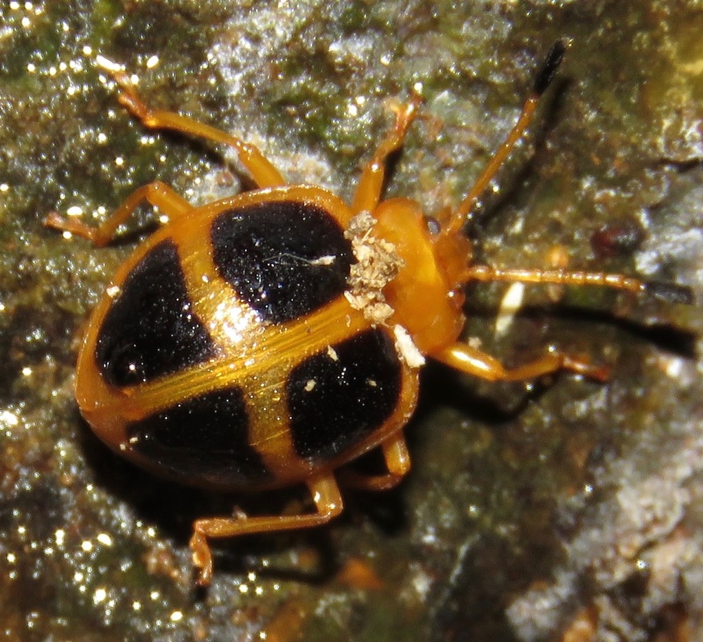 Corynomalus vestitus (Coleoptera of Loreto, Peru) · iNaturalist