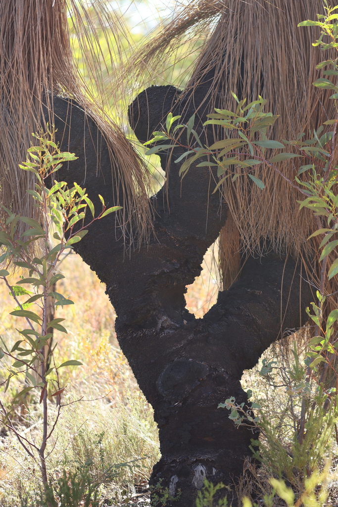Austral Grass-tree from Laharum VIC 3401, Australia on February 10 ...