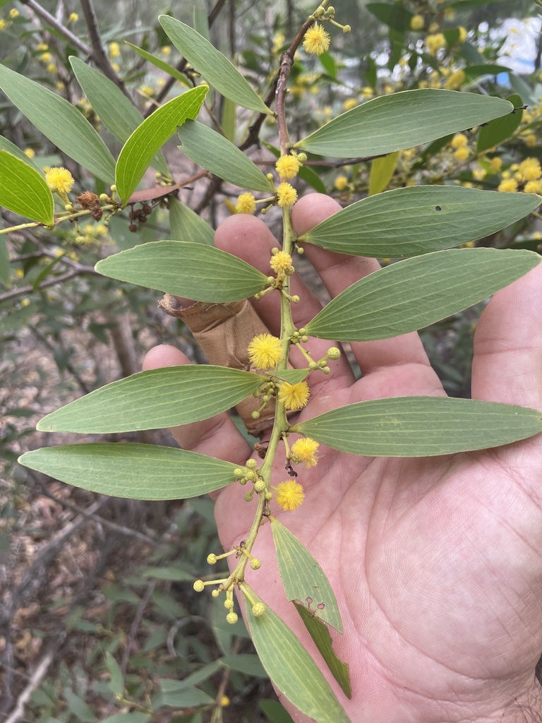 flat-stemmed wattle from Recreation Rd, Nathan, QLD, AU on March 23 ...