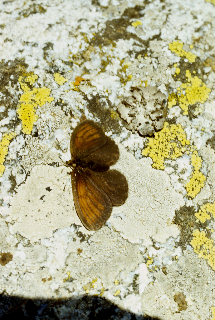 Erebia ocnus ocnus from Kazakhstan, Taldykorgan Province, Zharkent ...