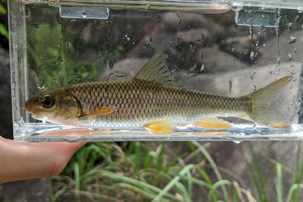 Taiwan Shoveljaw Carp from 中国福建省宁德市蕉城区 on May 6, 2021 at 01:41 PM by ...