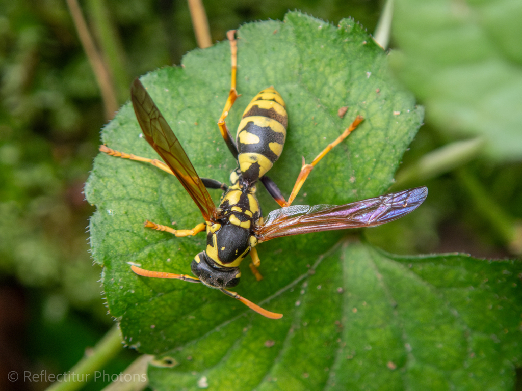 dominula-group Paper Wasps from Limassol, Cyprus on March 15, 2024 at ...