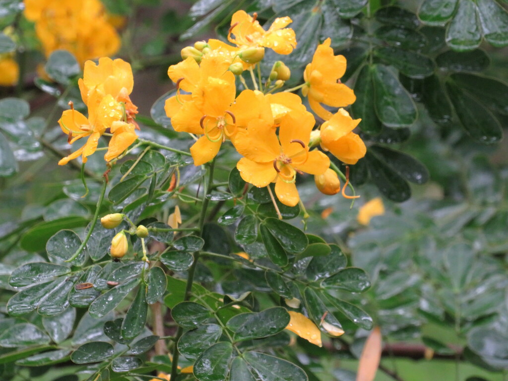 Easter Cassia from Brisbane QLD, Australia on March 24, 2024 at 03:17 ...