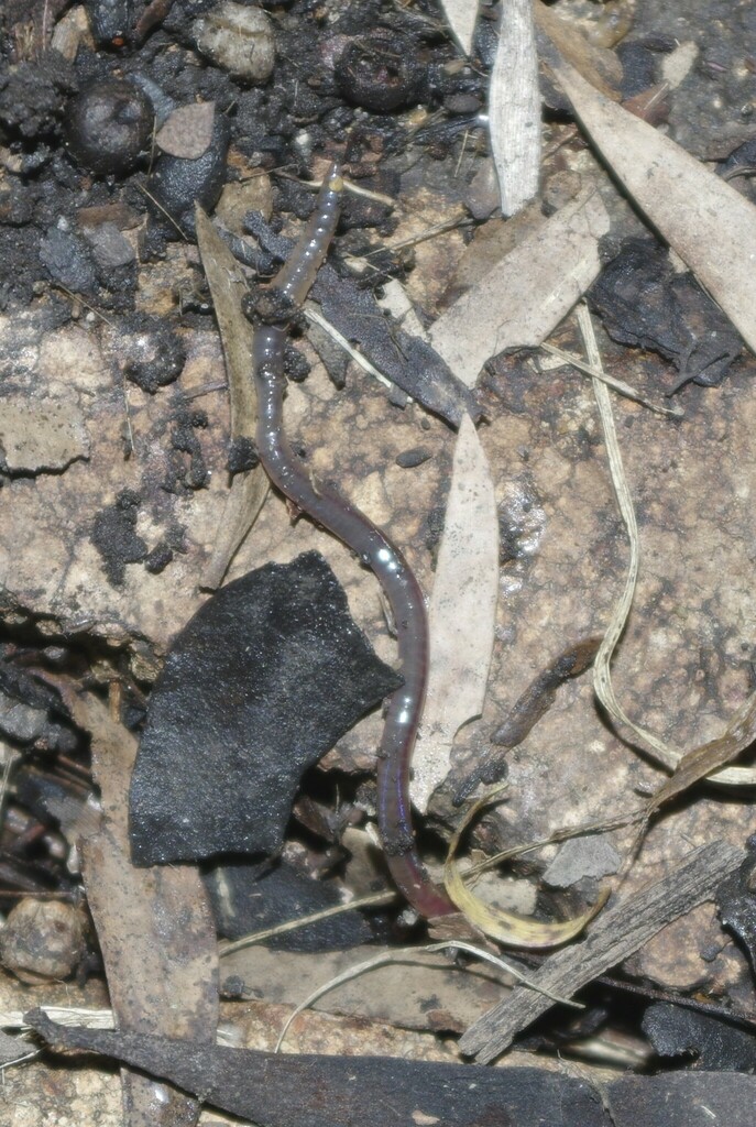 Earthworms from Maryborough QLD 4650, Australia on March 24, 2024 at 03 ...