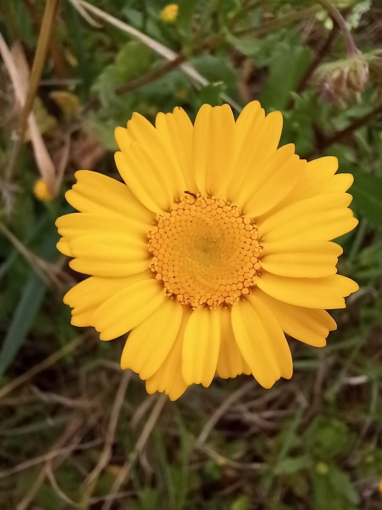 Mediterranean Marigold from Parque Florestal Monsanto on March 23, 2024 ...