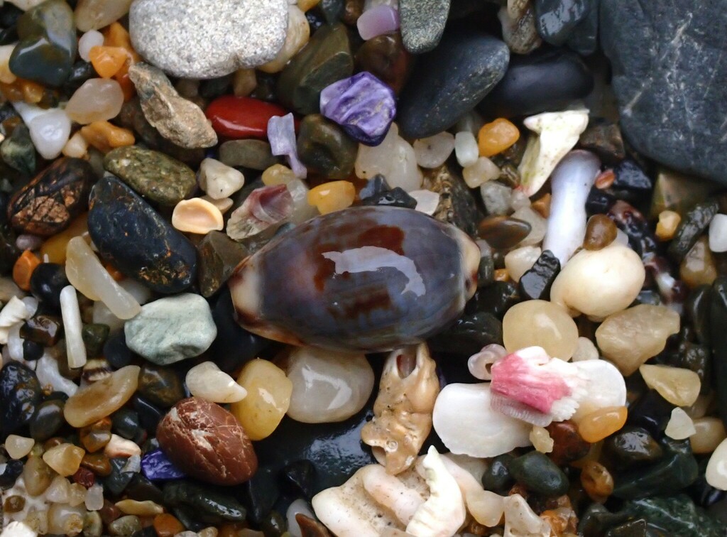 graceful cowrie from Sandy Beach NSW 2456, Australia on March 24, 2024 ...