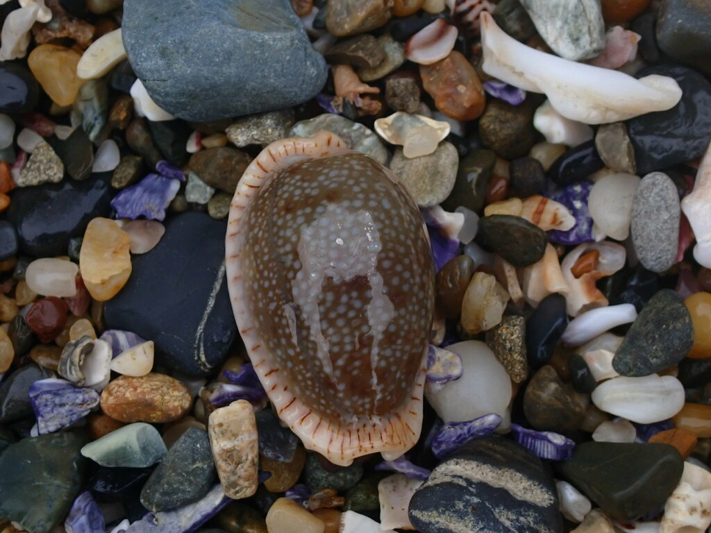 Eroded Cowry from Sandy Beach NSW 2456, Australia on March 24, 2024 at ...