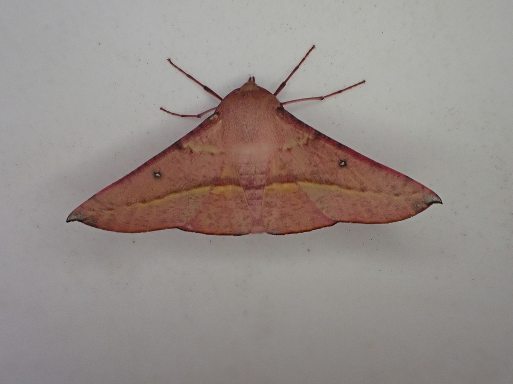 Pink-bellied Moth in March 2024 by Mark Hura · iNaturalist