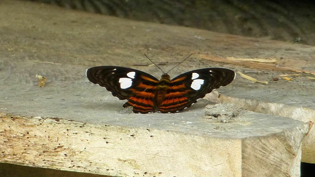 Athyma libnites from Poso Regency, Central Sulawesi, Indonésie on ...