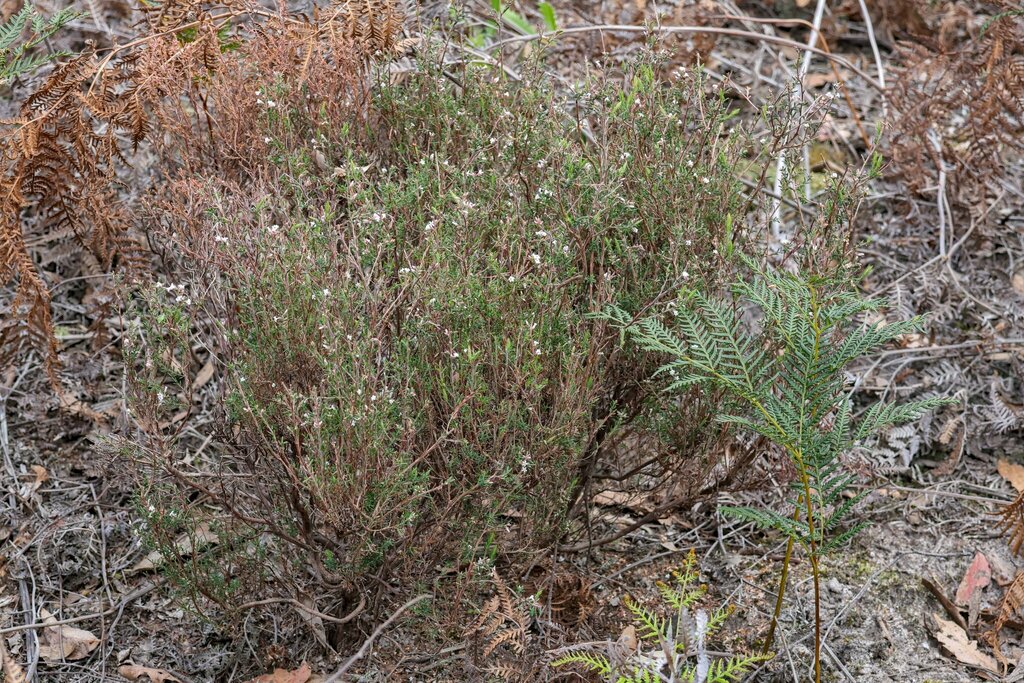 Bearded Heath from Hillside VIC 3875, Australia on September 12, 2023 ...