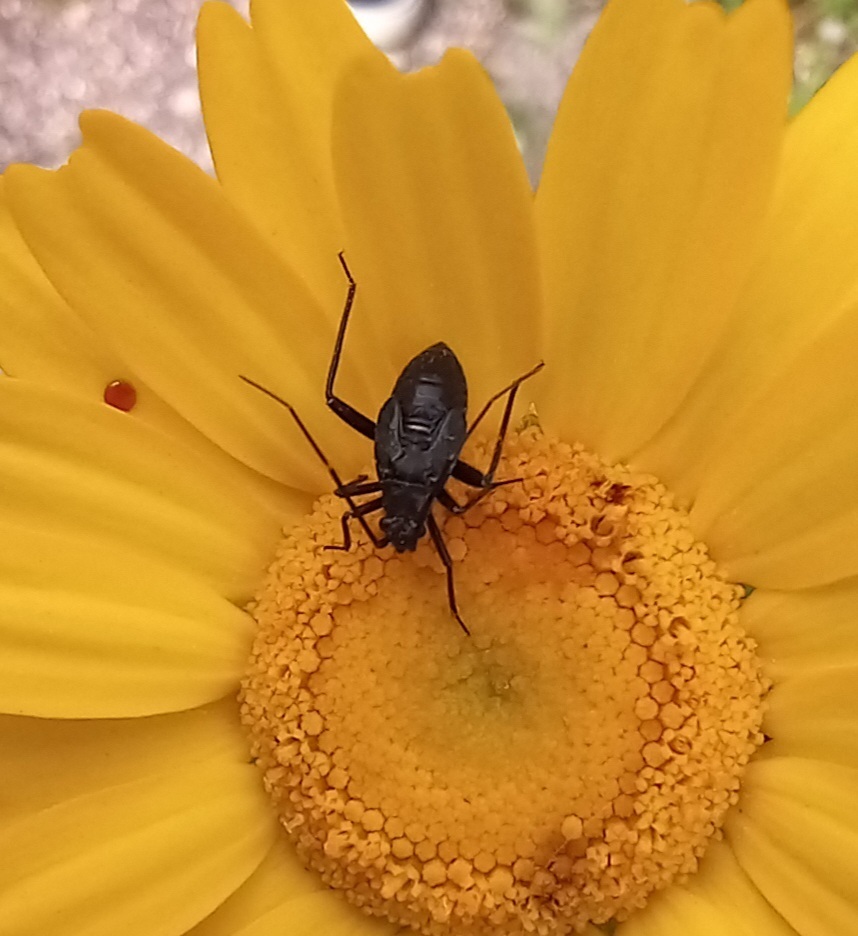 Calocoris nemoralis from Parque Florestal Monsanto on March 23, 2024 at ...