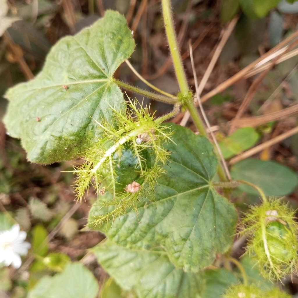 Passiflora vesicaria from 55X7+V8V, Pilicode, Kerala 671310, India on ...
