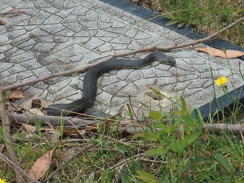 Highlands Copperhead (Austrelaps ramsayi) - Snakes and Lizards
