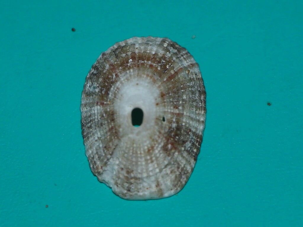 Diodora lineata from Valla Beach NSW 2448, Australia on March 24, 2024 ...