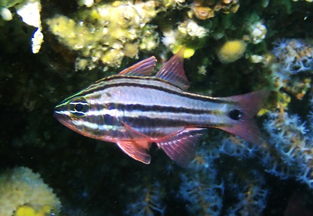 Sydney Cardinalfish from Sydney NSW, Australia on March 11, 2024 at 09: ...