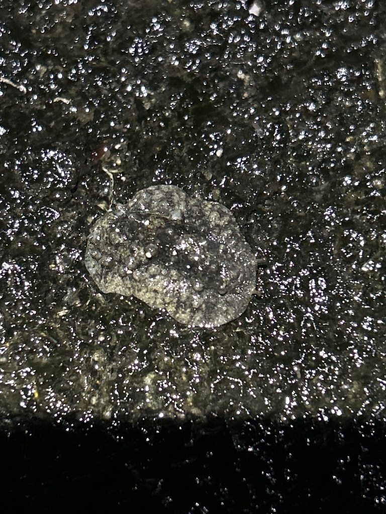 Peronia from Hawaiʻi, Kamuela, HI, US on March 23, 2024 at 08:16 PM by ...