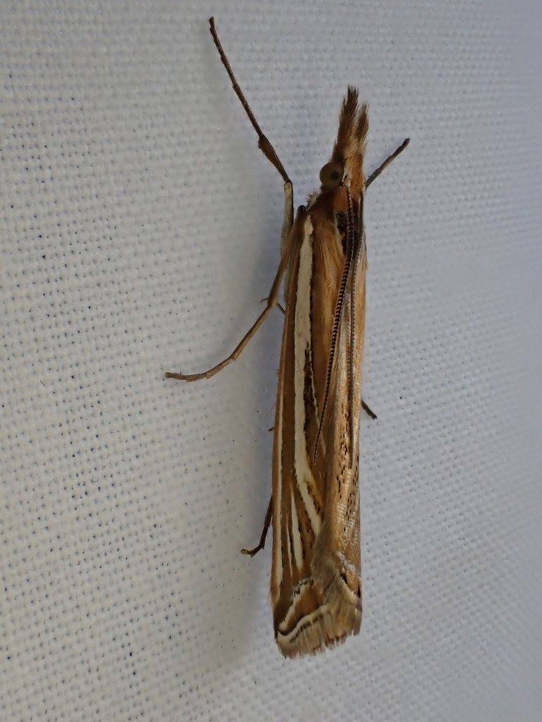 Hednota diargyra in March 2024 by Mark Hura · iNaturalist Australia