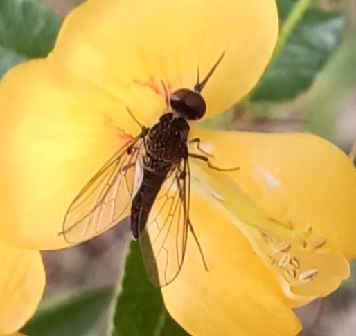 Asiloidea from School Rd near Gandarra St, Capalaba QLD 4157, Australia ...