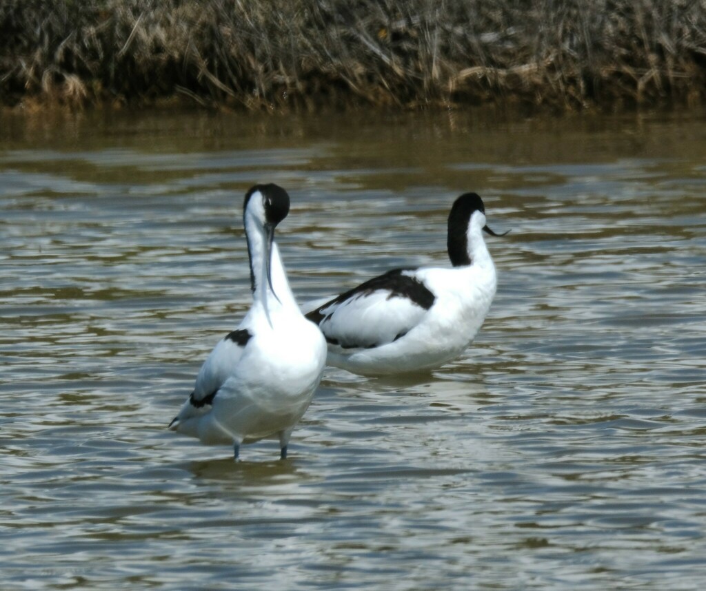Pied Avocet from Faro, Portugal on March 14, 2024 at 01:00 PM by ...