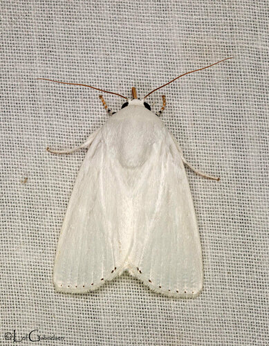Chasmina coremata · iNaturalist Mexico
