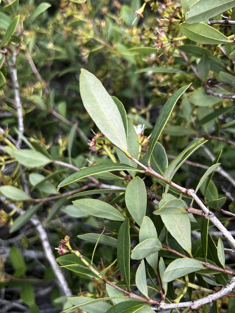 Mountain Waterberry (Syzygium legatii) - Botanical Realm