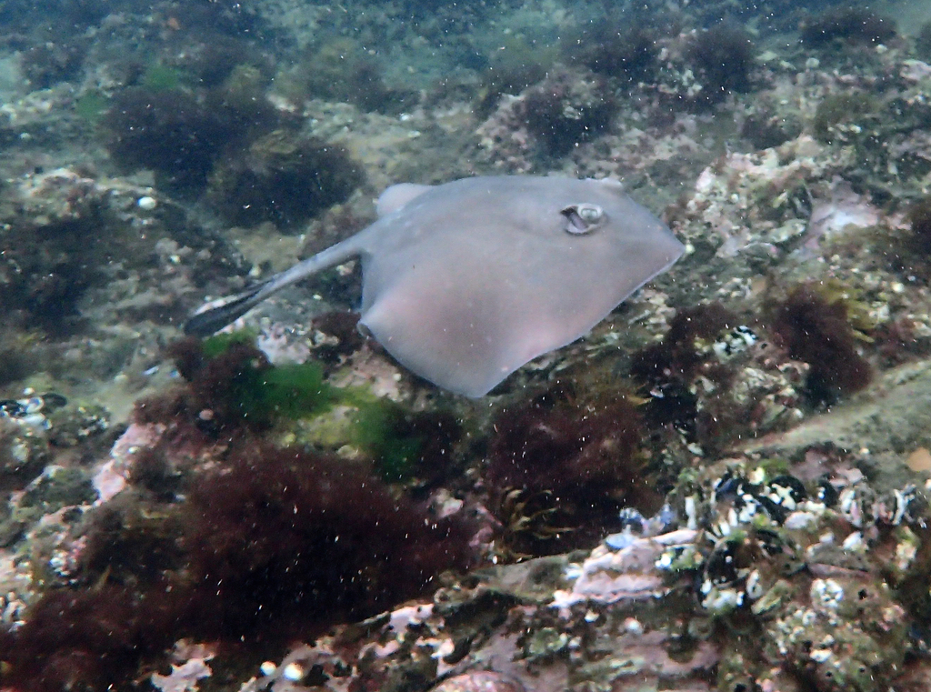 Eastern Shovelnose Stingaree from Hampton Beach, Victoria, Australia on ...