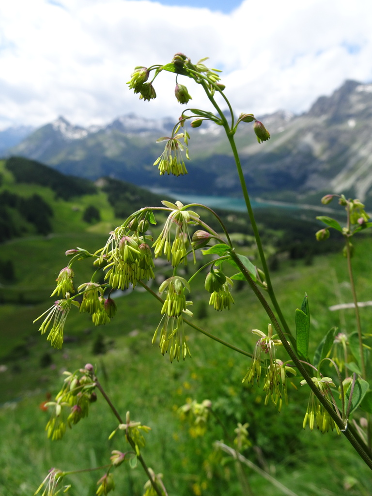 Lesser Meadow-rue from Sils im Engadin, Schweiz on July 8, 2019 at 02: ...