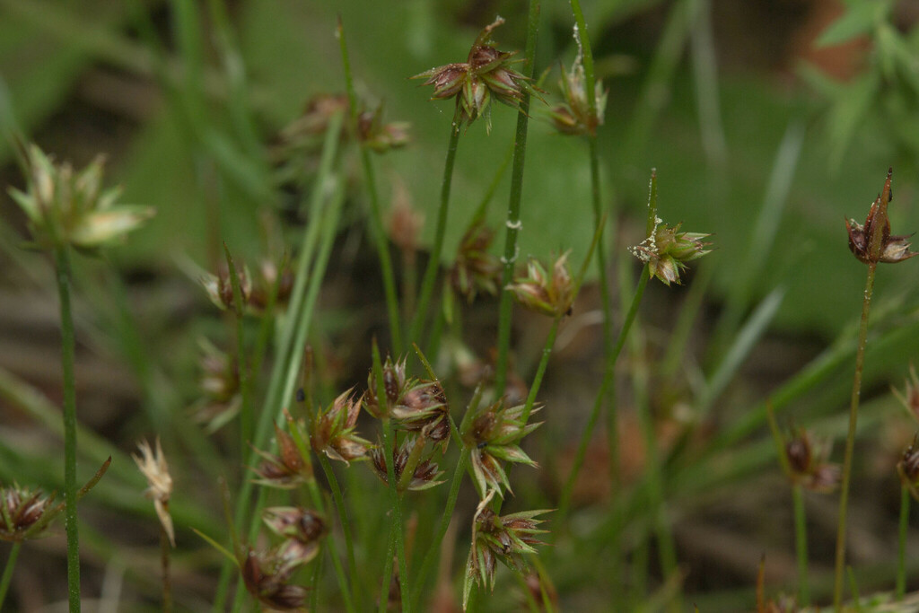dwarf rush from 2845 Amora, Portugal on March 23, 2024 at 06:58 PM by ...