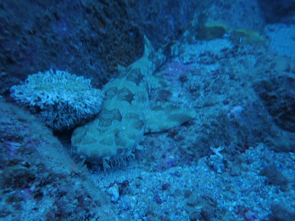 Spotted Wobbegong from Fish Rock, Arakoon, NSW, AU on March 24, 2024 at ...