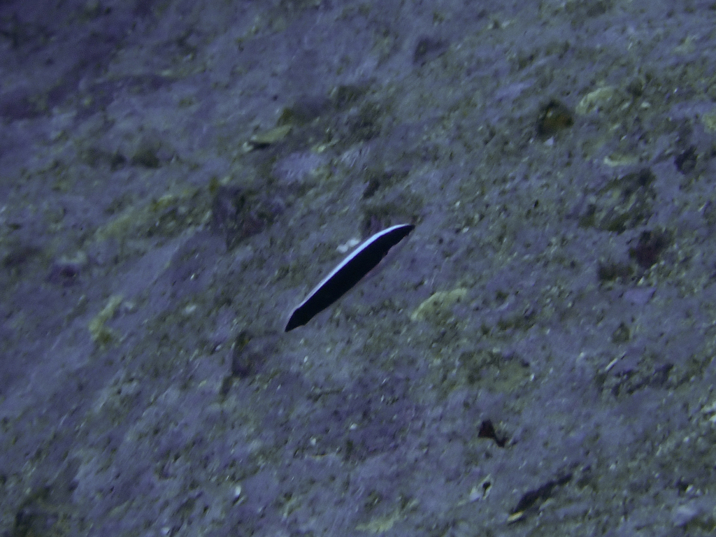 Comb Wrasse from Drum And Drumsticks, Australia on March 24, 2024 at 01 ...