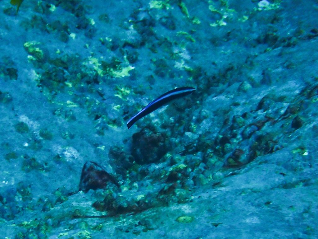 False Cleanerfish from Shoalhaven - Pt B, AU-NS, AU on March 24, 2024 ...