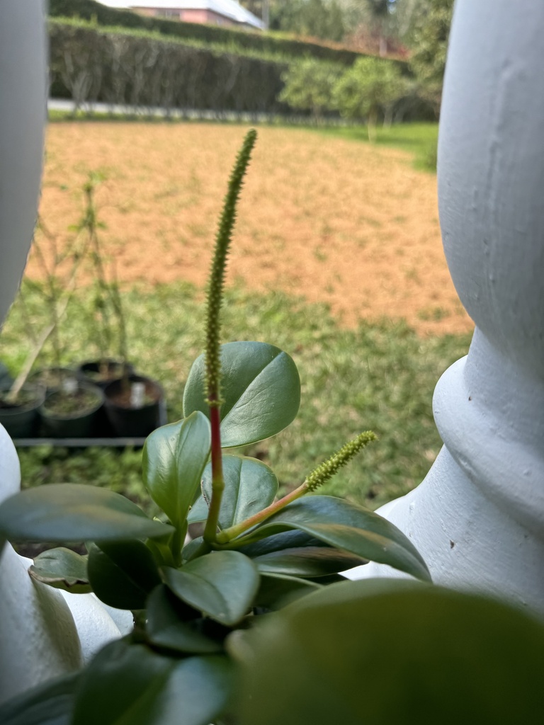 Wild Bermuda Pepper in February 2024 by tangloa · iNaturalist