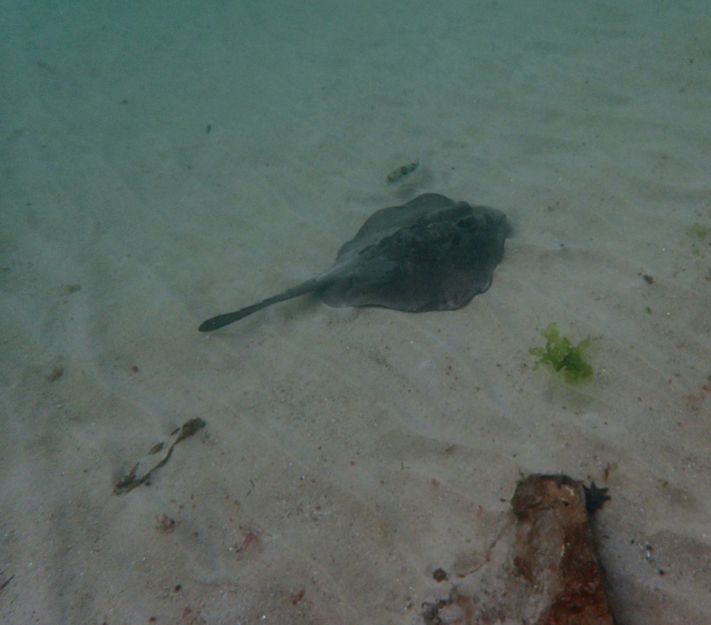 Eastern Shovelnose Stingaree from Hampton Beach, Victoria, Australia on ...