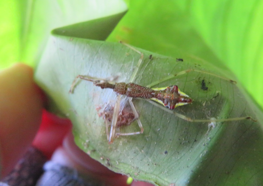 Epidaus from 557台灣南投縣竹山鎮 on March 24, 2024 at 02:36 PM by r88621108 ...